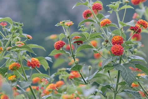 Las mejores plantas de exterior para climas cálidos