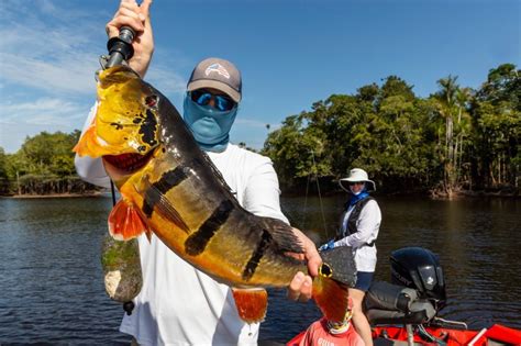 Amazonas Espera 30 Mil Turistas Na Temporada Da Pesca Esportiva