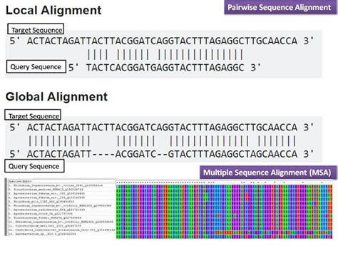 difference between pairwise and multiple sequence alignment