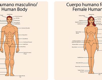 Adelaida Hong Kong Gru Ido Partes Del Cuerpo Humano Hombre Y Mujer Pack