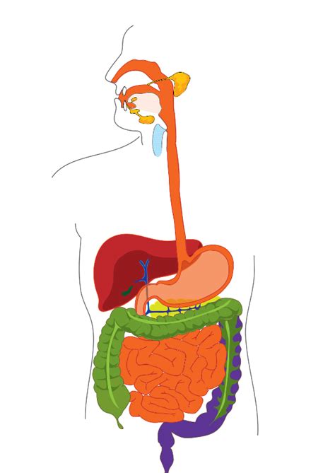 Simple Digestive System Clip Art