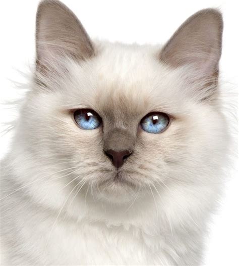 Sagrado De Birmania Todo Sobre Esta Raza De Gatos Gato Sagrado De