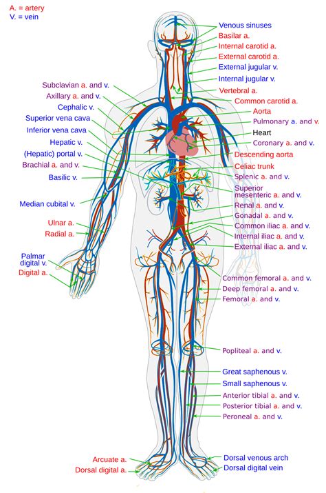 Circulatory System Wikipedia