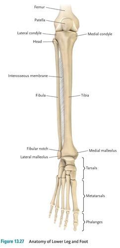 Appendicular Skeleton Lower Leg Diagram Quizlet