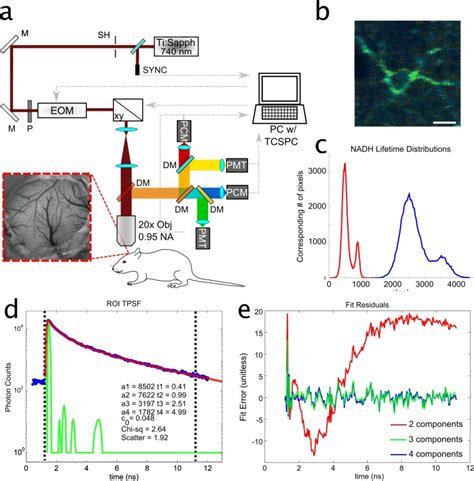 A Photon Imaging Portion Of Our Custom Built In Vivo Imaging