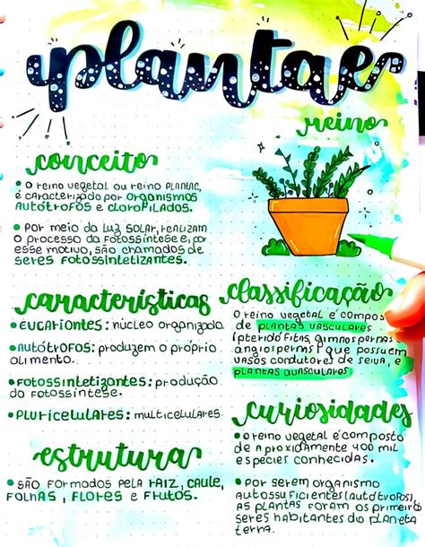 Reino Plantae Mapa Mental