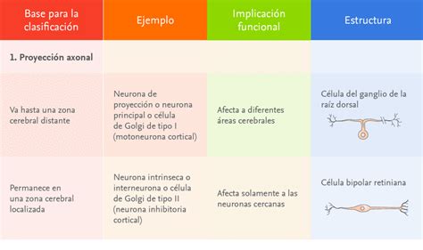 Funci N De Las C Lulas Neurogliales