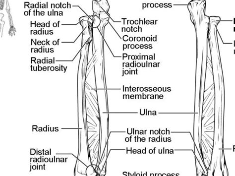 Radius Bone Diagram