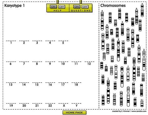 Biology Karyotype Worksheet Answers