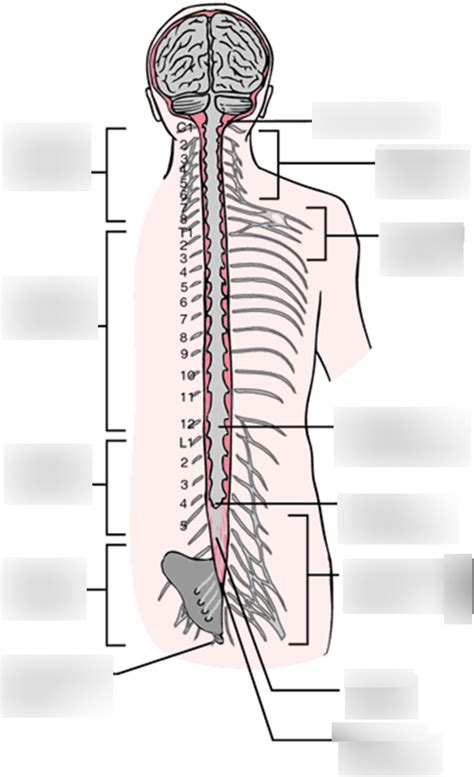 Spinal Nerves And Plexuses Diagram Quizlet