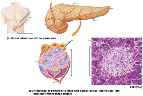 Pancreas Histology Diagram Quizlet