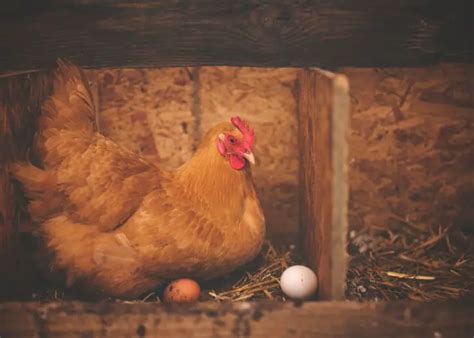 Aprende 11 Formas De Conseguir Que Las Gallinas Pongan Huevos En El Nido