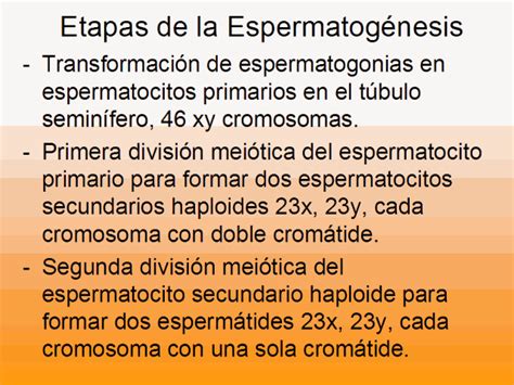 Estornudar Perecer Arma Cuales Son Las Fases De La Espermatogenesis Mi