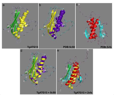 FIGURE Molecular Structure Of The TgATGGG HORMA Domain A Predicted