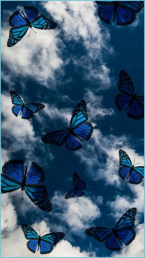 Blauer S Er Sthetischer Schmetterling Hd Handy Hintergrundbild Pxfuel
