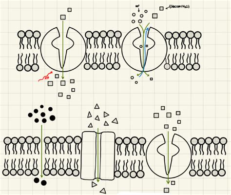 Schaubild Biomembran Frunktionen Quizlet