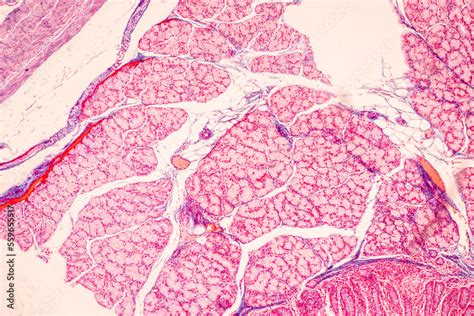 Tissue Of Small Intestine Duodenum Large Intestine Human And Stomach
