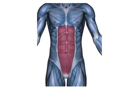 SISTEMA MUSCULAR 11 Músculos que Deberías Conocer
