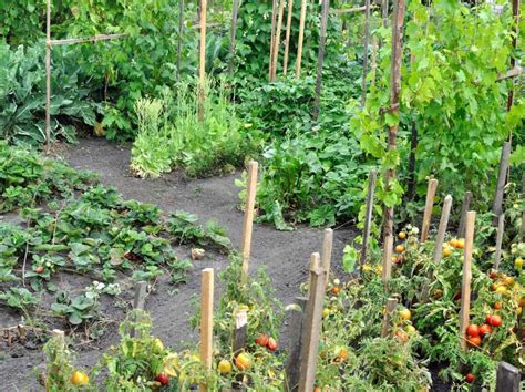 Organiser Son Potager Cultiver Les L Gumes Au Bon Endroit
