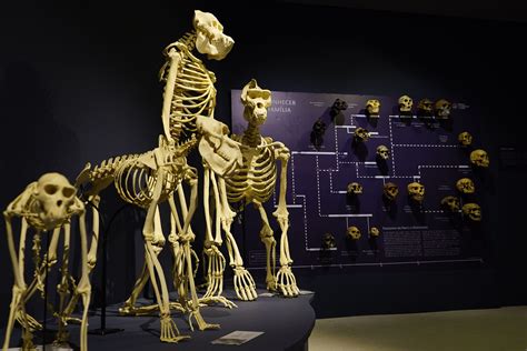 Exposição sobre o Corpo Humano une matemática e biologia na UFES Saiba