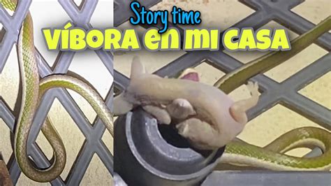 Encontré una VÍBORA en mi casa STORYTIME YouTube