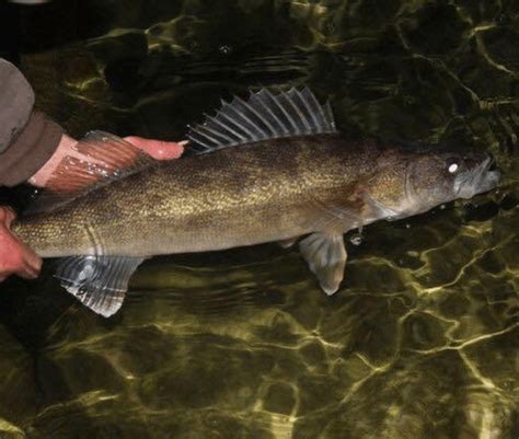Lindy Rig Set Up Full Guide To Using This Great Walleye Rig