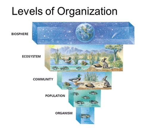 Population Growth Chapter Flashcards Quizlet