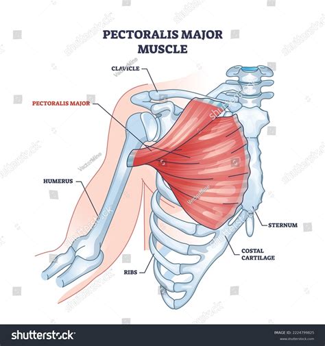 Vetor De Pectoralis Major Muscle As Human Chest Muscular Anatomy The