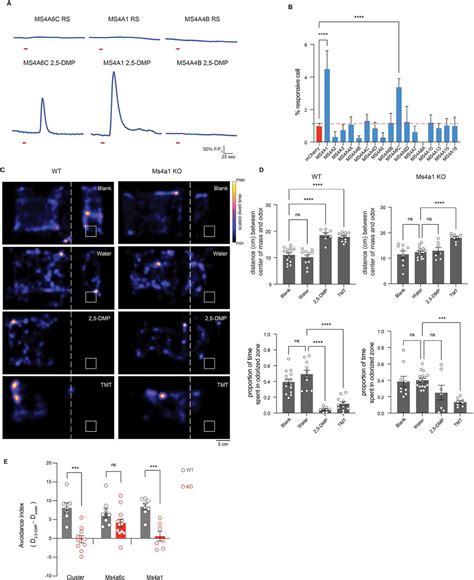 Embryonic Kidney Hek 293 Cells ATCC Bioz