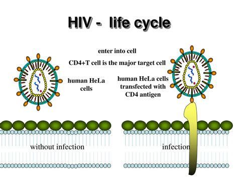 Ppt Part Introduction Part Primary Immunodeficiency Diseases