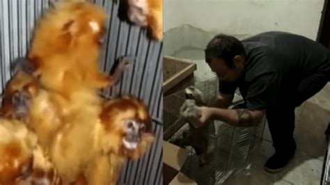 Homem apontado como maior traficante de animais do Brasil é preso