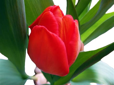 Tulpe Rot Frühling Kostenloses Foto auf Pixabay