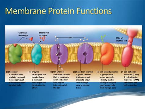 Types Of Membrane Proteins