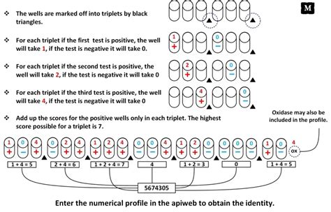 API Analytical Profile Index 20E Test Result Principle Procedure
