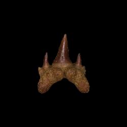 Cretaceous Atlas Of Ancient Life Odontaspididae