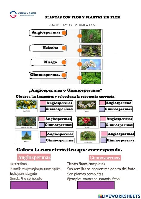 Plantas Angiospermas Y Gimnospermas Activity Porn Sex Picture