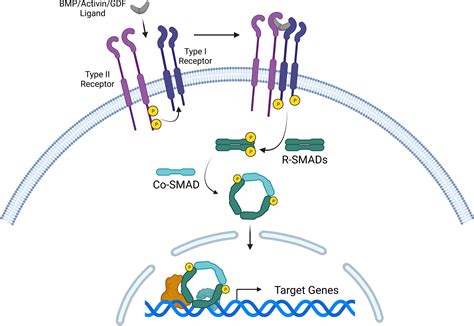 Frontiers Bone Morphogenetic Proteins Activins And Growth And