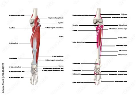 Places Of Origin And Attachment Of The Posterior Muscle Group On The