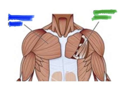 Lab Muscles Torso And Upper Extremity Flashcards Quizlet
