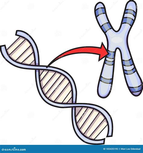 Vector De La DNA Y Del Cromosoma Ilustración del Vector Ilustración