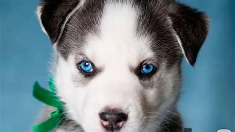 estimular oxígeno ancla razas de perros con los ojos azules Con Forma