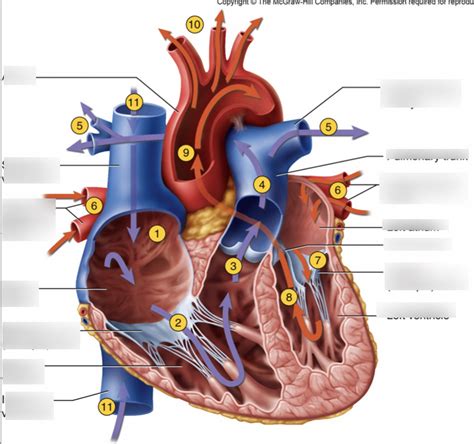 Parts Of The Heart Diagram Quizlet
