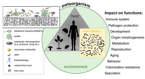 Biology Free Full Text Friends Or Foesmicrobial Interactions In Nature