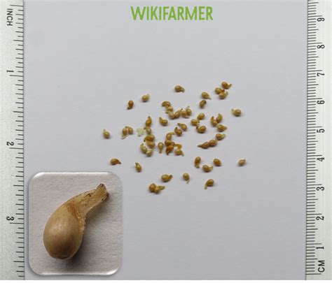 Violette Odorante Graines De Violette Wikifarmer