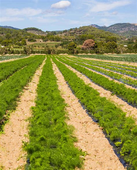 Producci N Ecol Gica Empresa Hawo Fruits Spain