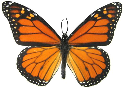 Buy 6 Large Monarch Butterfly Temporary Tattoos By Butterfly Utopia