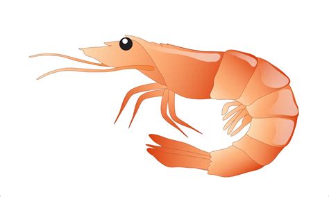 Free Shrimp Clipart Pictures Clipartix