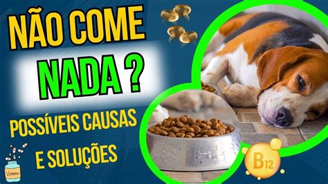 CACHORRO NÃO QUER COMER O QUE FAZER PARA ESTIMULAR APETITE VITAMINAS