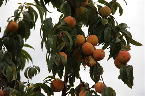 Árbol de durazno Arbol de durazno Durazno Jardinería