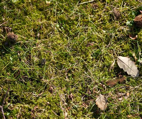 How To Get Rid Of Moss In Lawns 6 Simple Ways Homes Gardens